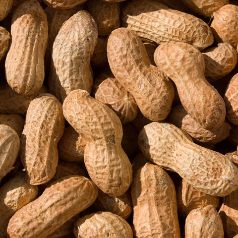 Collections – Jeppi Nut & Candy Company